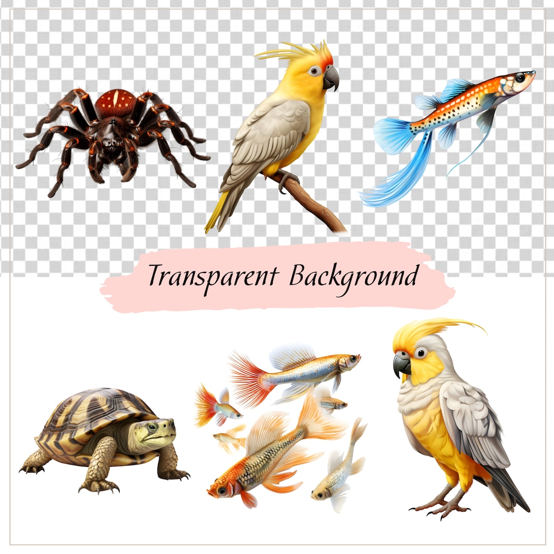 Domestic Animals Clipart Bundle, Tarantulas, Guppy, Cockatiel, Cute ...