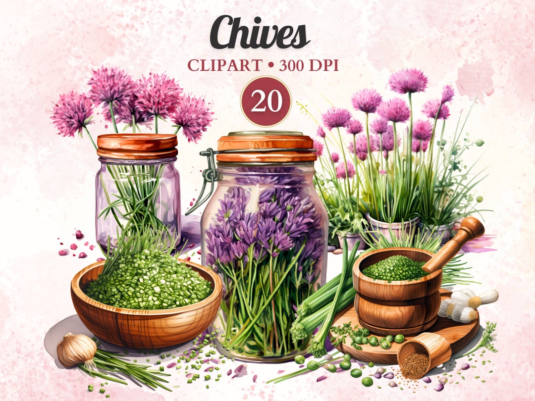 Chives Clipart, Herbs Clipart, Herbs Png, Herbs Illustrations, Spice ...