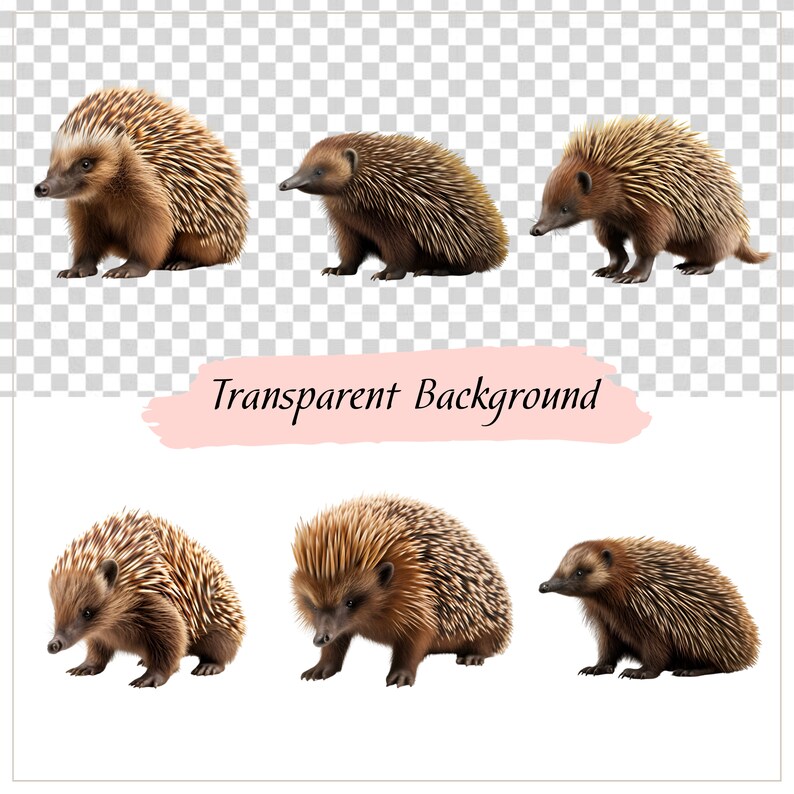 Echidna Clipart, Australian Animals, Echidna Digital Art, Vector ...