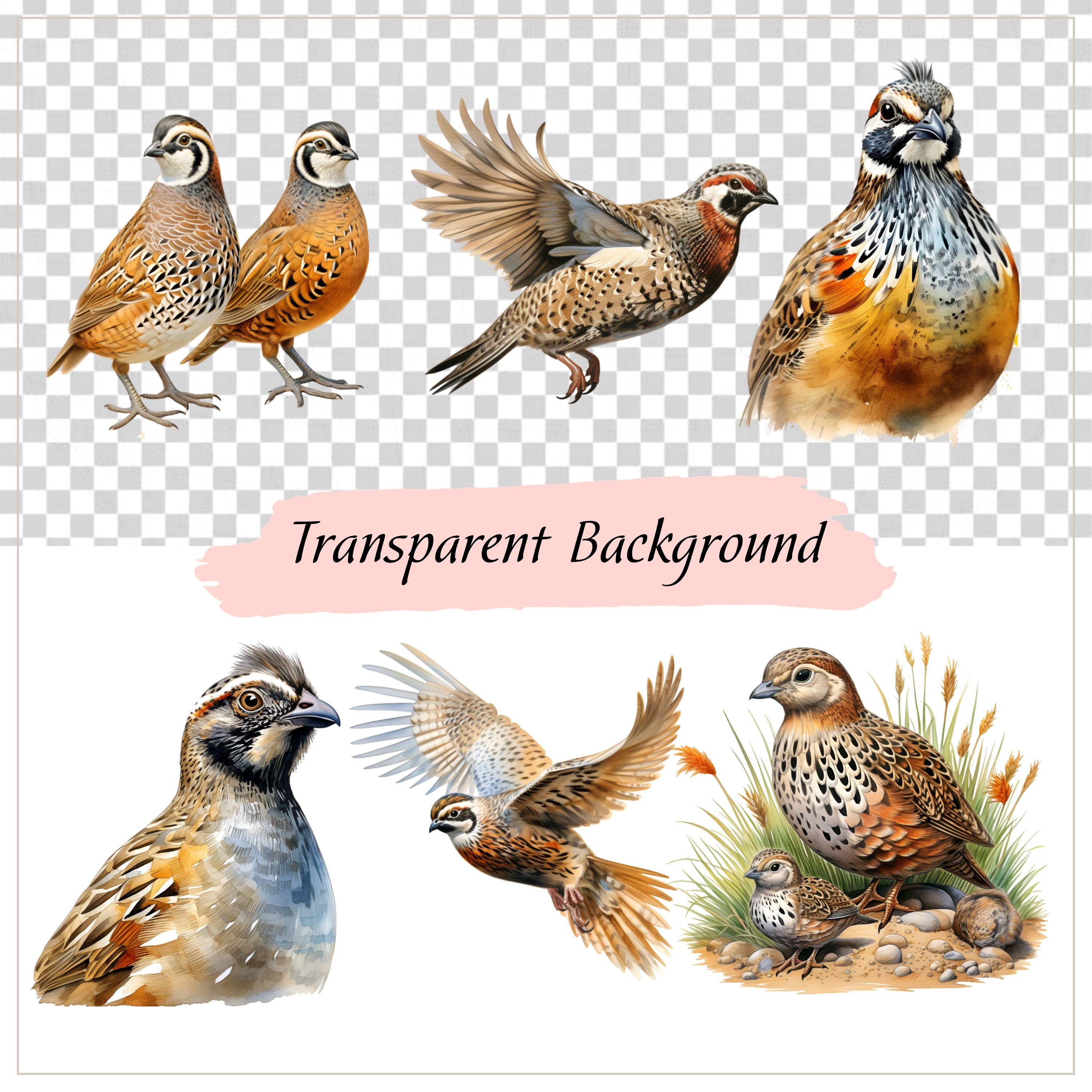 Quail Clipart, Quail Png, Quail Silhouette, Farm Animals Images, Animal ...