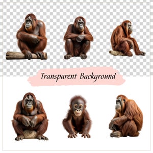 Orangutan Clipart, Monkey, Orangutan Png, Jungle Animals, Forest ...