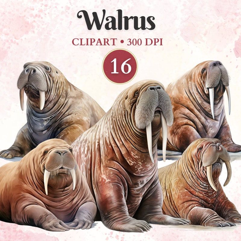 Walrus - Etsy