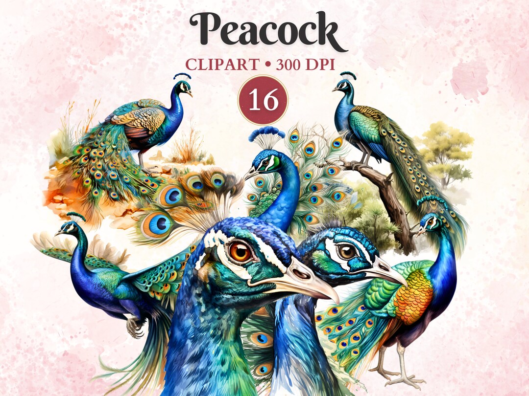 Peacock Clipart, Peacock Png, Peacock Silhouette, Feather Png, Farm ...