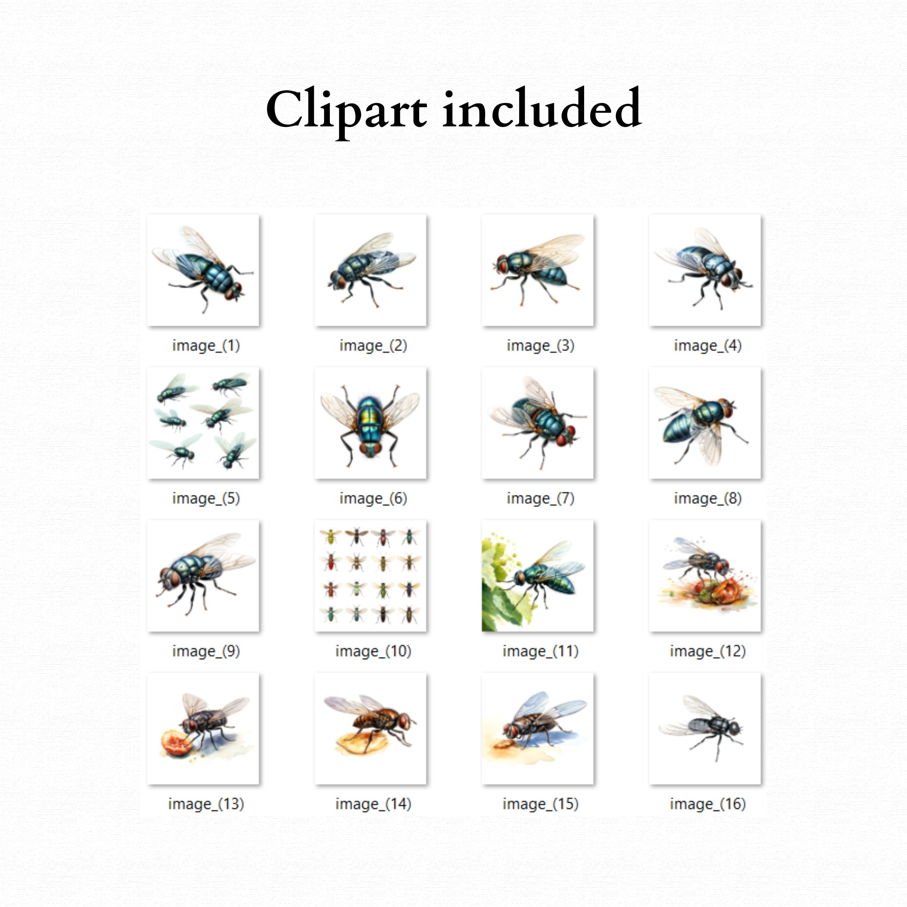 Fly Clipart, Fly Png, Fly Image, Insect Clipart, Silhouette, Entomology ...