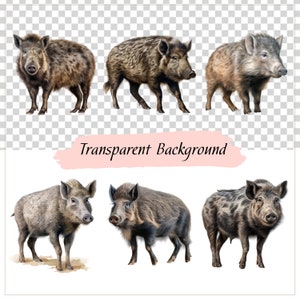 Wild Boar Clipart, Wild Animals, Boar Vector, Wildlife Clipart, Forest ...