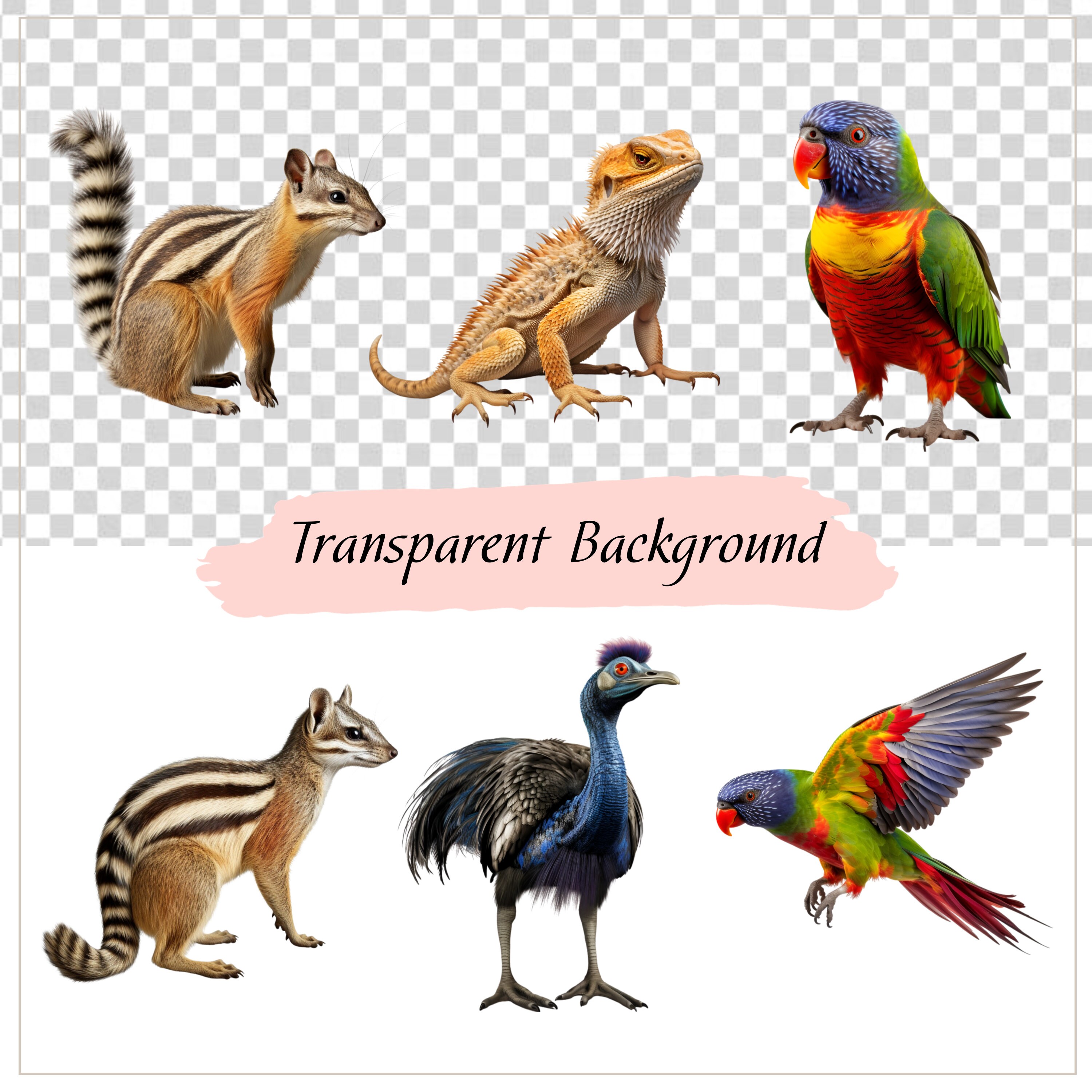 Wild Animals Clipart Bundle, Australian Wildlife, Cassowary, Numbat ...