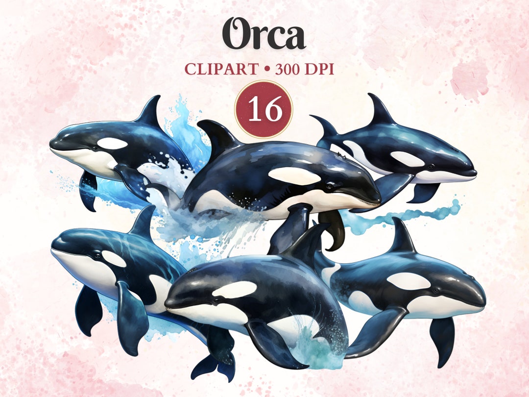 Orca Clipart, Killer Whale Clipart, Orca Png, North Pole, Arctic ...