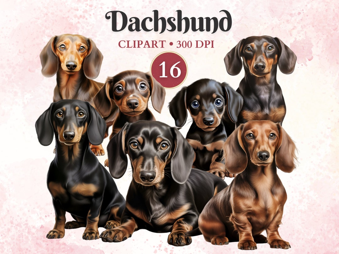 Dachshund Clipart, Dachshund Png, Pet Graphics, Dog Vector Art, Animal ...