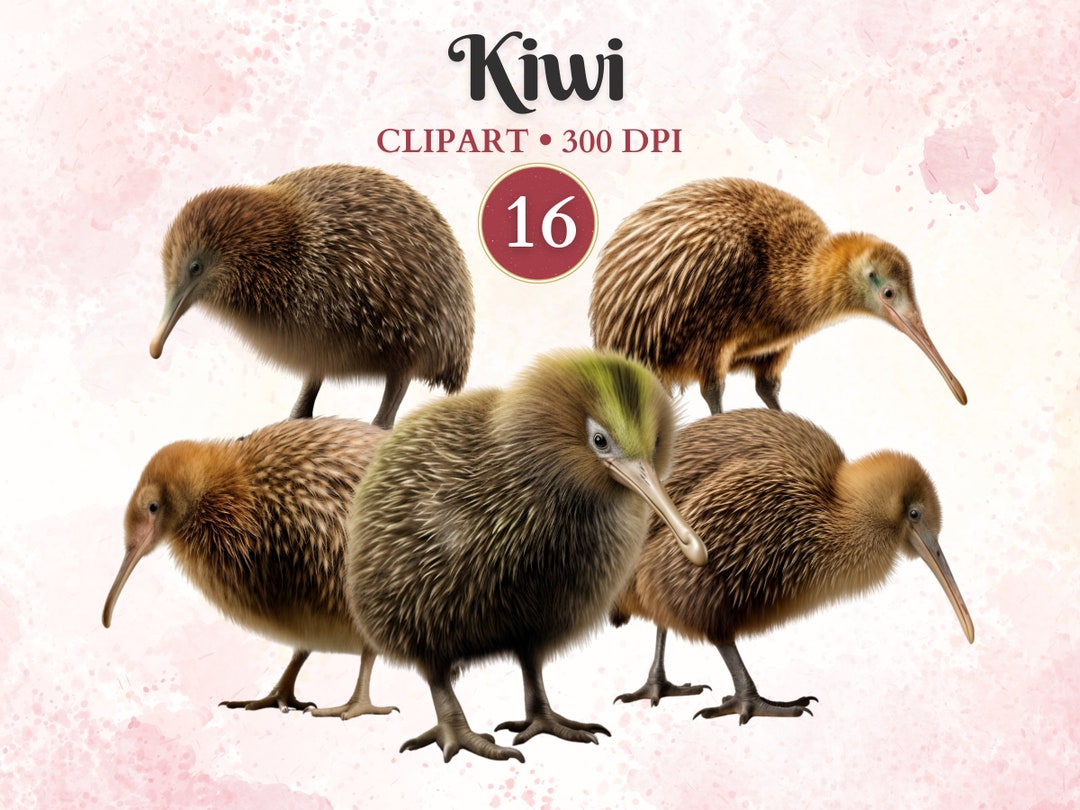 Kiwi Clipart, Kiwi Png, New Zealand Bird, Australian Wildlife, Wildlife ...