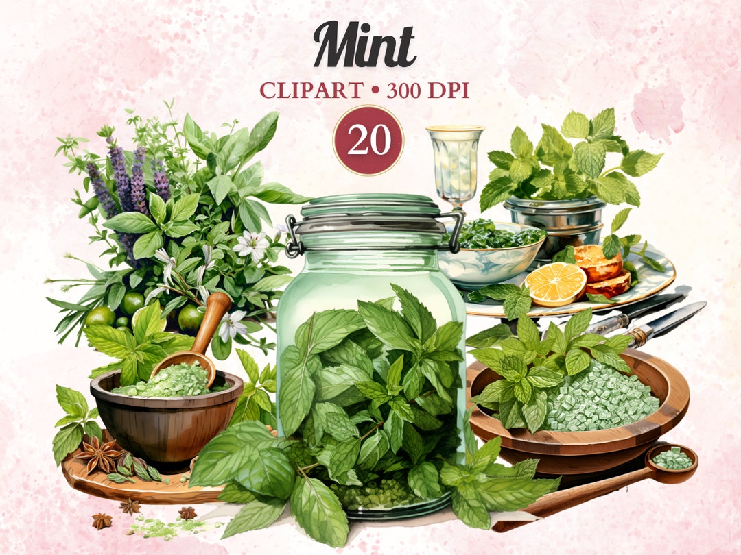 Mint Clipart, Herbs Clipart, Herbs Png, Herbs Illustrations, Spice ...