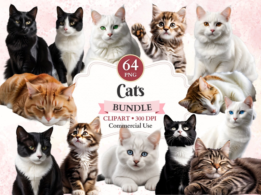 Cats Clipart Bundle, Domestic Animals, White Cat Clipart, Pet Graphics ...