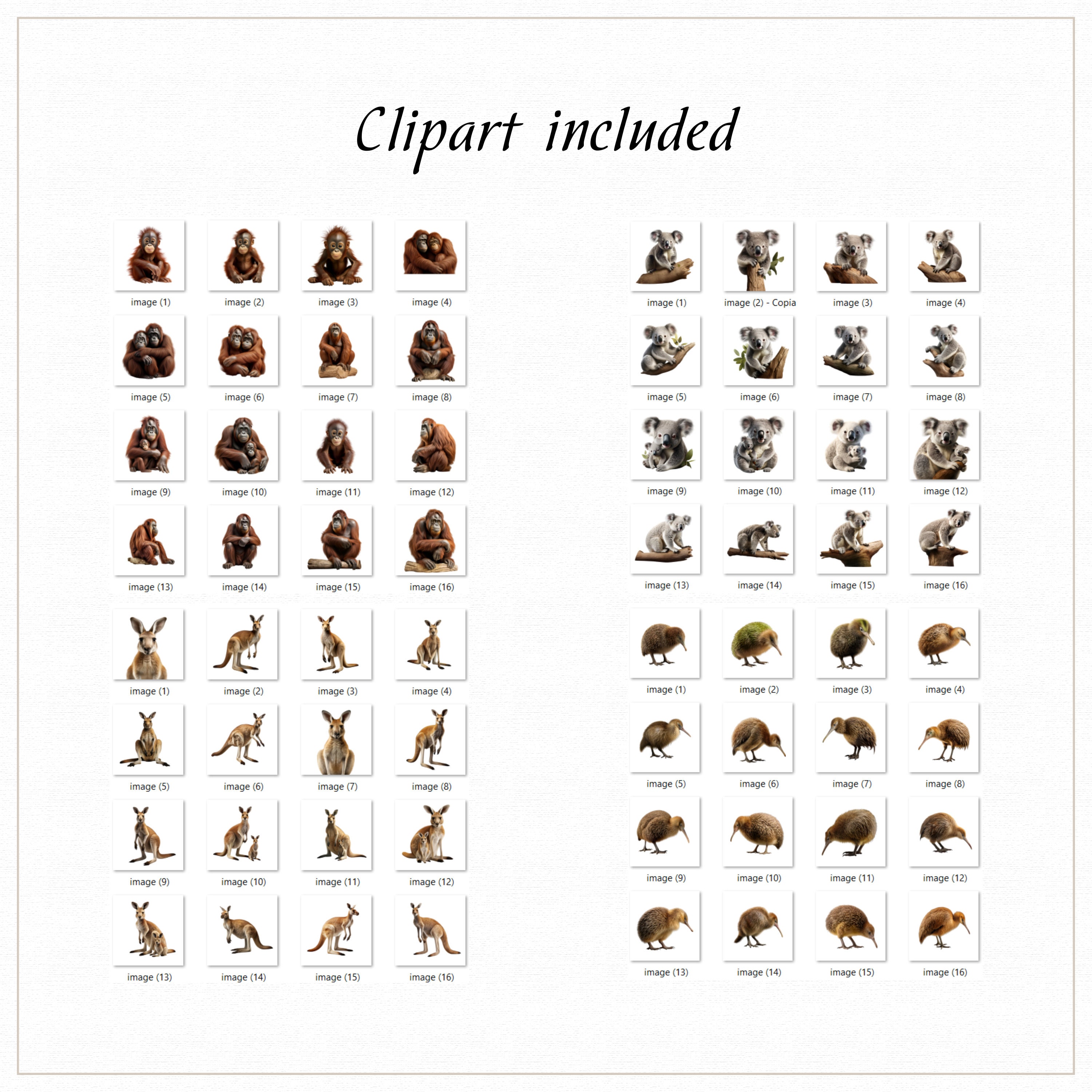 Wild Animals Clipart Bundle, Koala, Orangutan Png, Kangaroo, New ...
