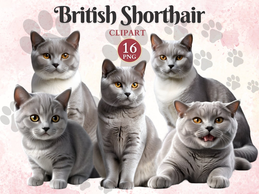 British Shorthair Clipart, British Shorthair, Feline Clipart, Pet ...