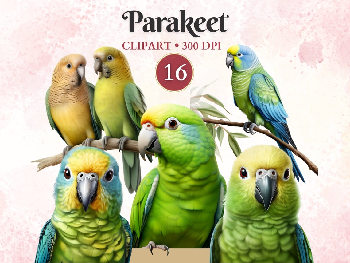 Parakeet Clipart, Parakeet Art, Parrot Vector, Bird Png, Parrot Png ...