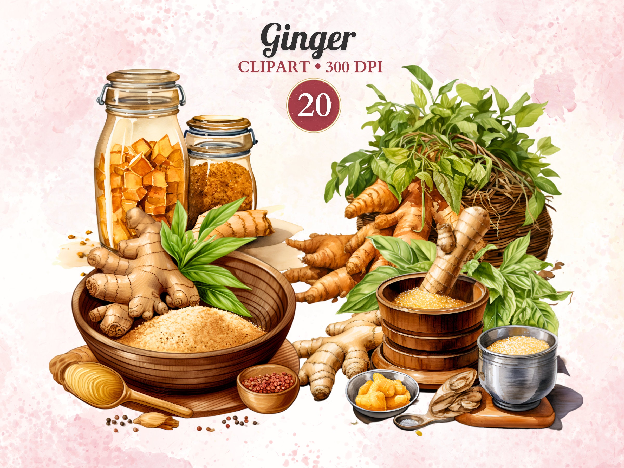 Ginger Clipart Herbs Clipart Herbs Png Herbs Illustrations - Etsy