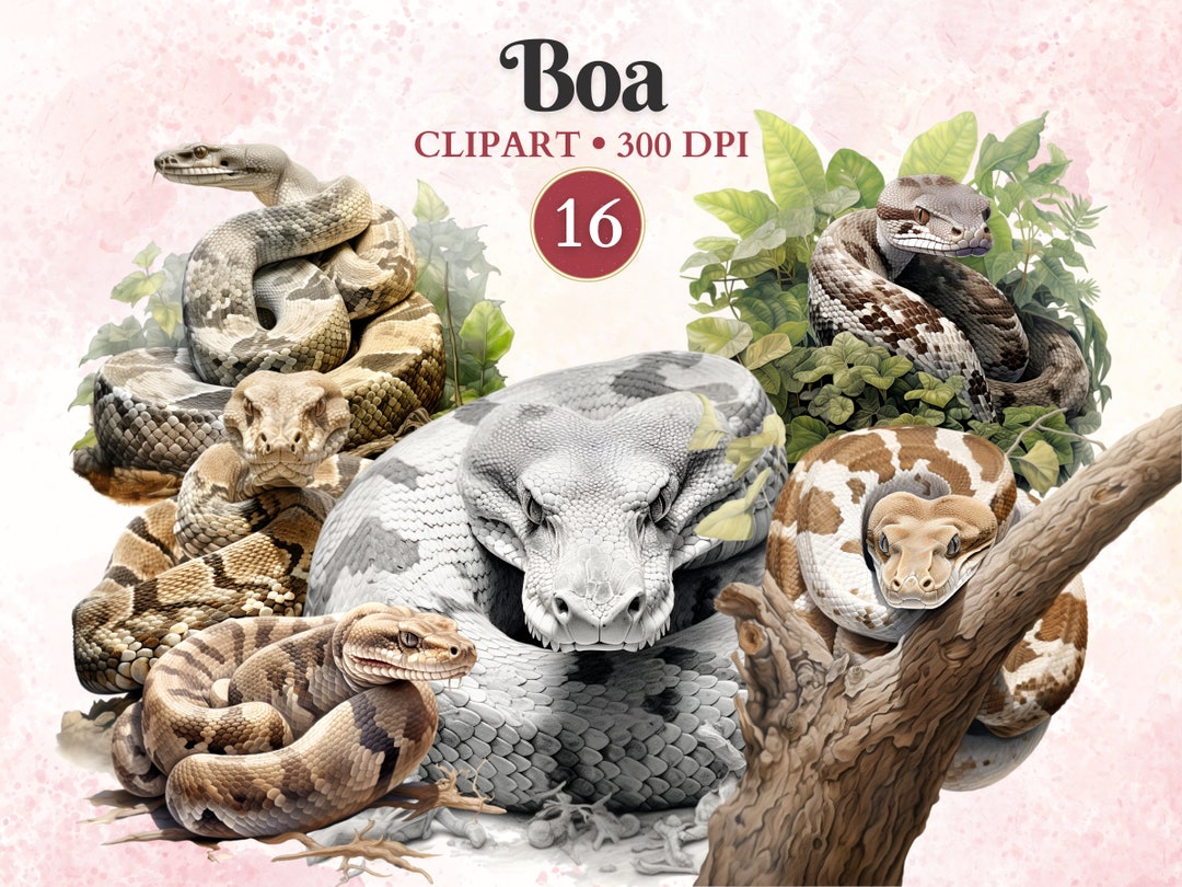 Boa Clipart, Boa Png, Snake Clipart, Snake Png, Serpent Silhouette ...