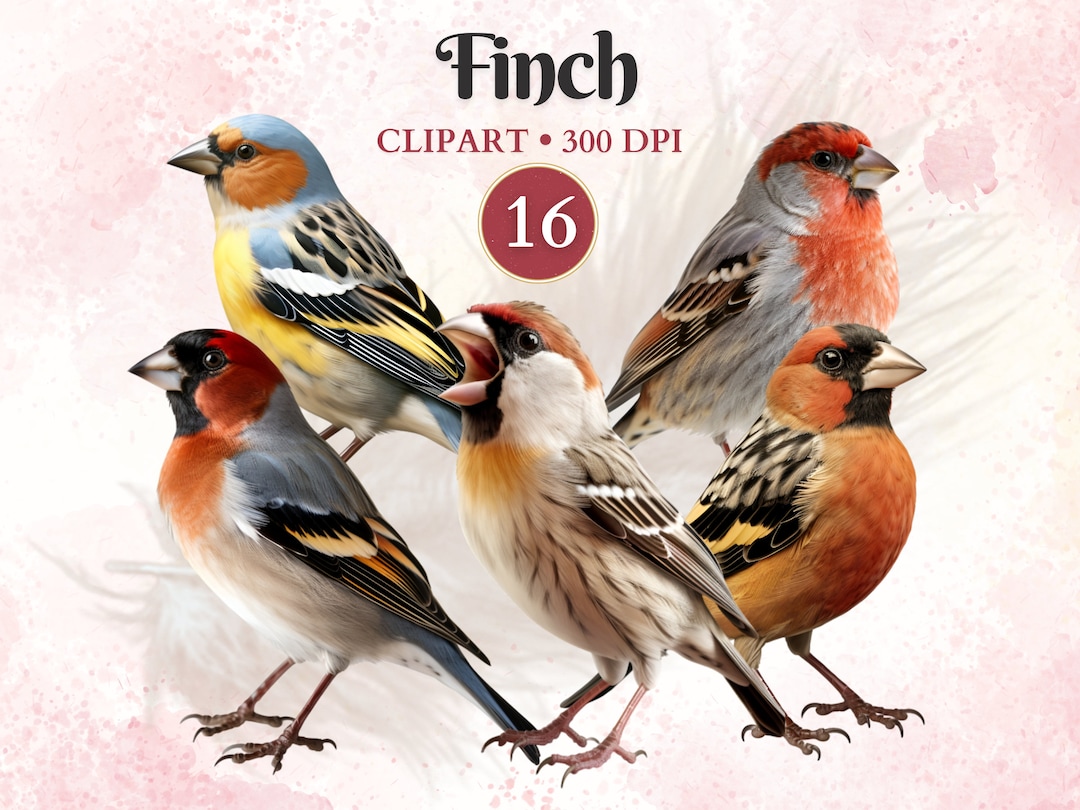 Finch Clipart, Finch, Bird Clipart, Bird Png, Domestic Animals, Vector ...