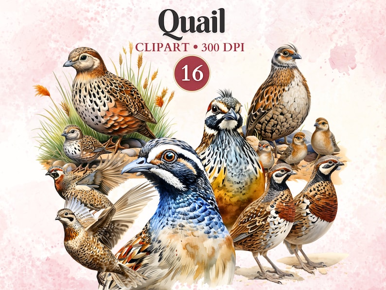 Quail Clipart, Quail Png, Quail Silhouette, Farm Animals Images, Animal ...