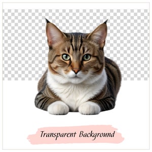 Domestic Cat Clipart, Domestic Animal, Cute Cat Drawing, Feline Clipart ...