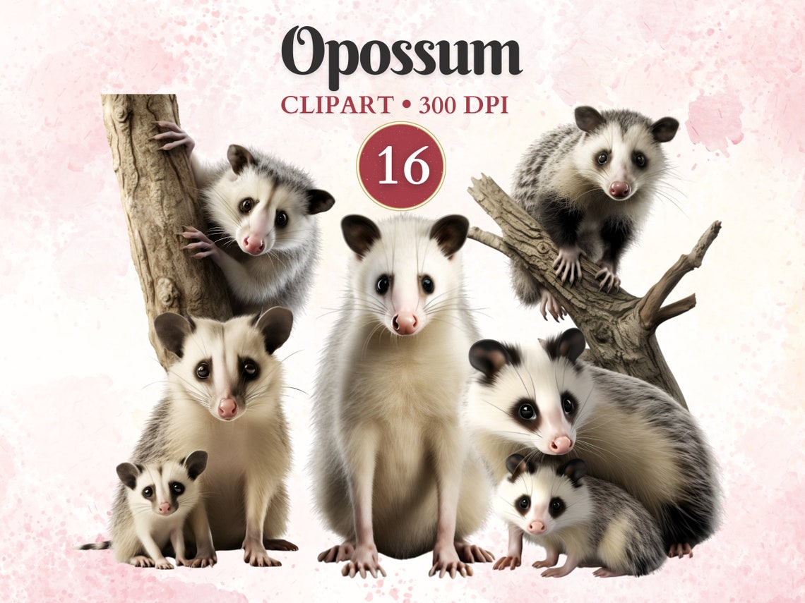 Opossum Clipart, Wild Animals, Opossum Png, Wildlife Clipart, Forest ...