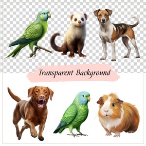Domestic Animals Clipart Bundle, Cute Guinea Pig, Dog Clipart, Parakeet ...