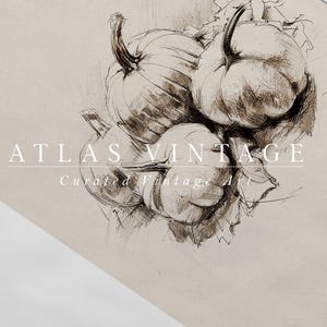 Pumpkin Sketch Printable Wall Art, Vintage Neutral Fall Print, Beige ...