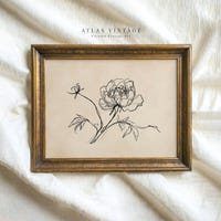 Antique French Botanical Print Malmaison Carnation Illustration Digital ...