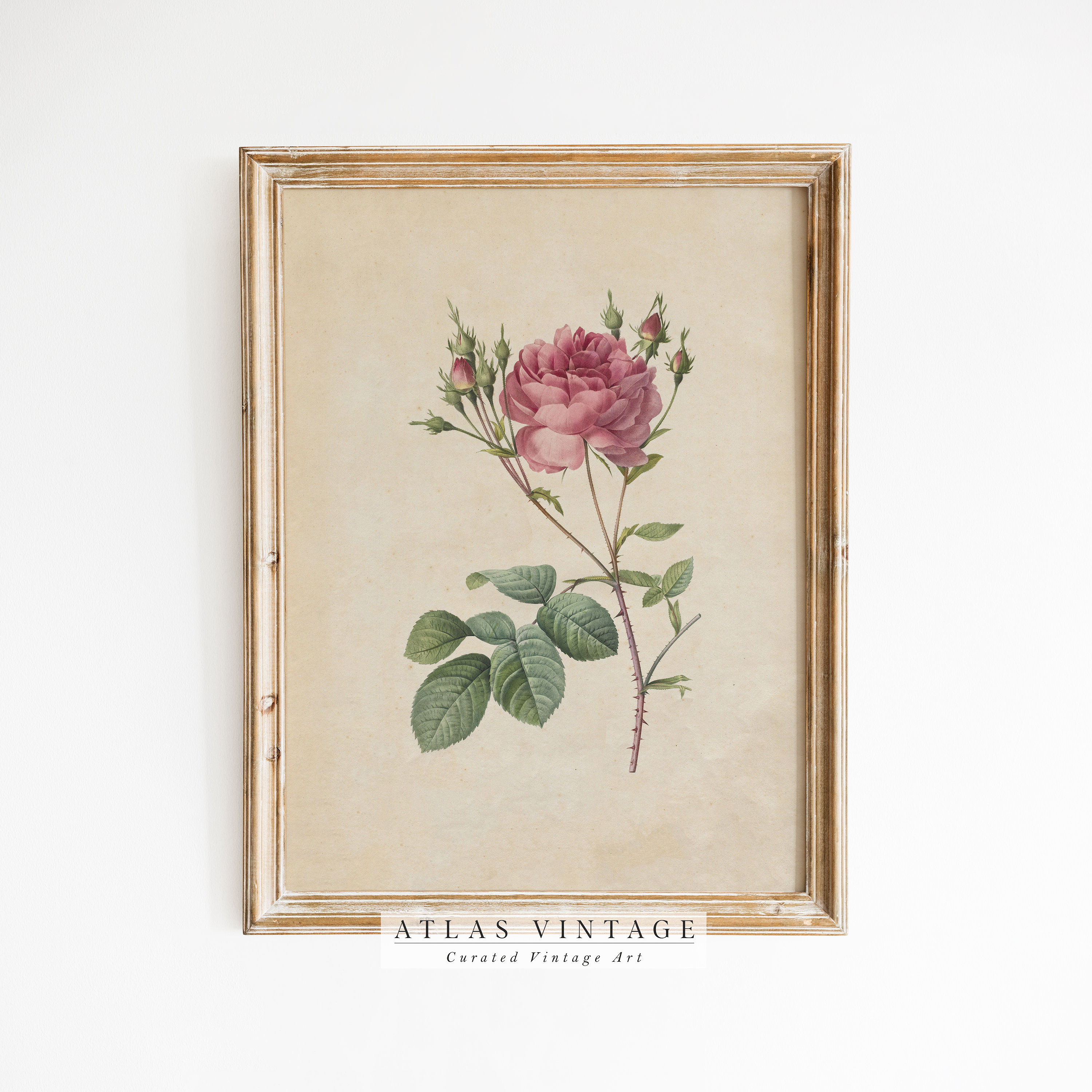 Vintage Floral Wall Art, Antique Rose Print, Pink Flower Sketch ...