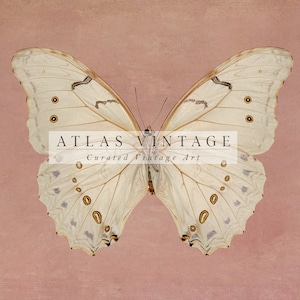 Vintage White Butterfly Print, Neutral Moody Insect Printable Wall Art ...