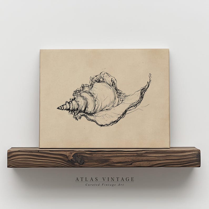 Vintage Seashell Sketch Print, Rustic Neutral Sea Shell Ink Drawing ...