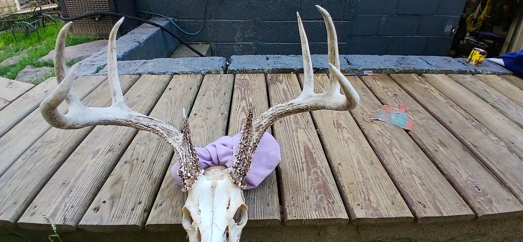 Big 8 Point European Mount - Etsy