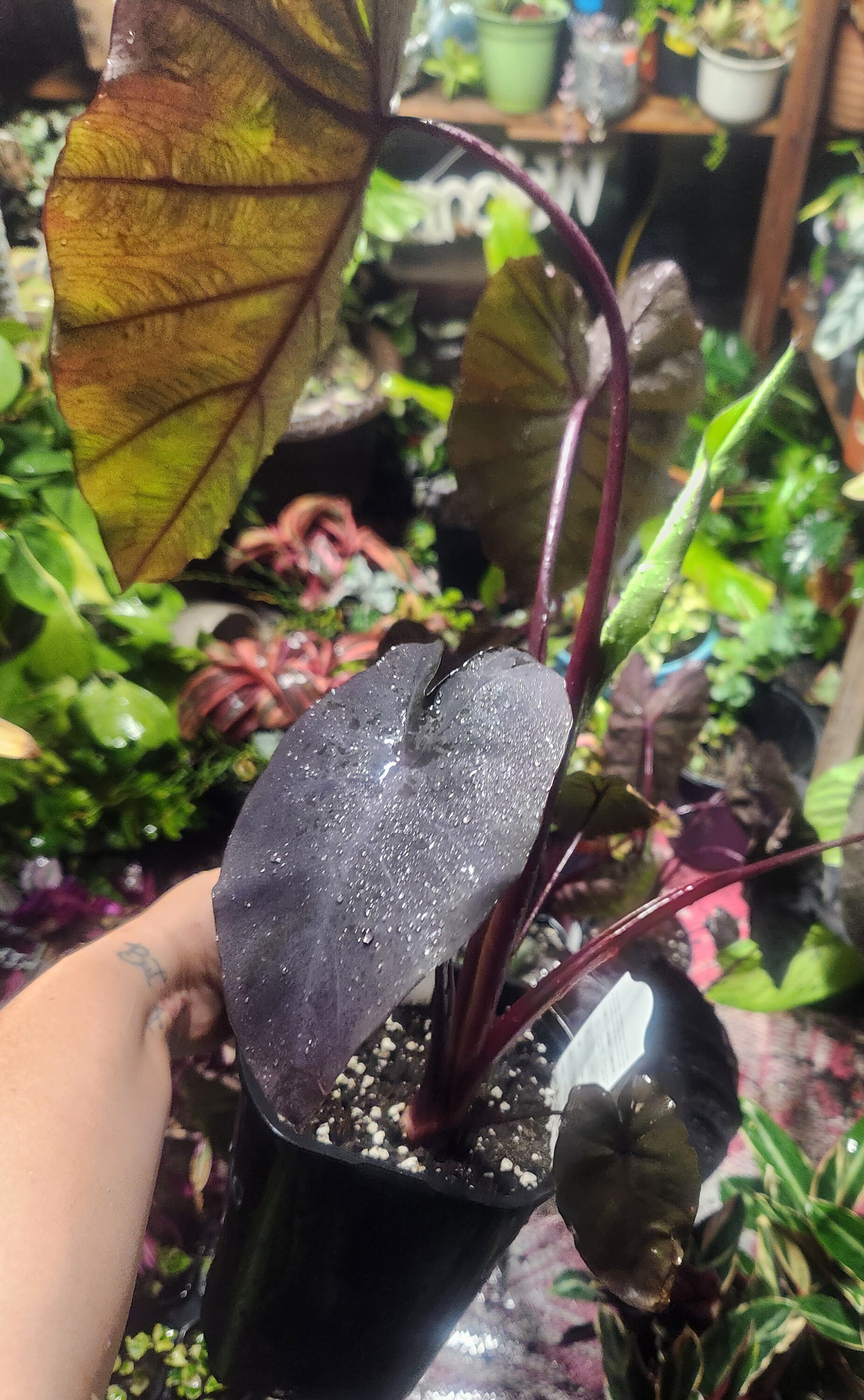 Colocasia Redemption - Etsy
