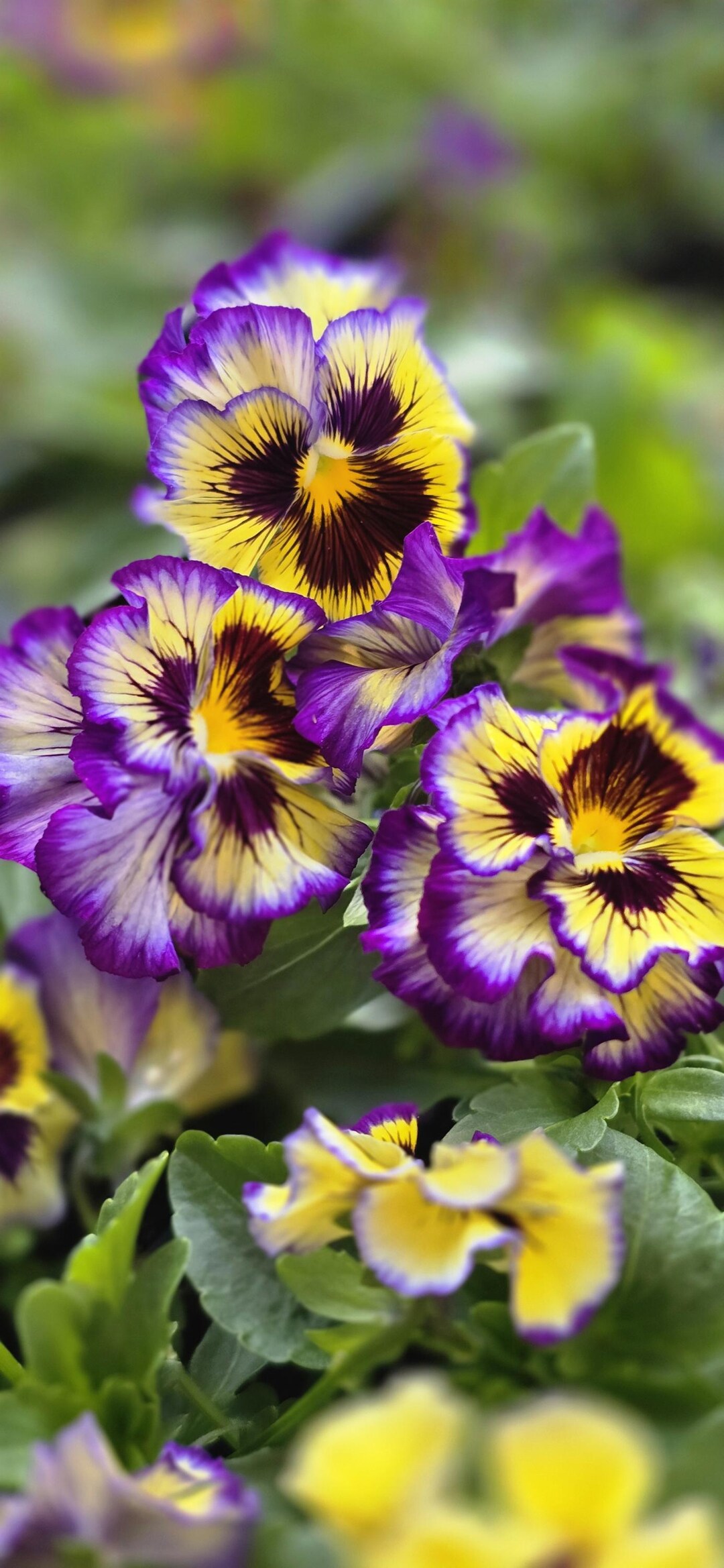 Frizzle Sizzle Lemonberry Pansy - Etsy