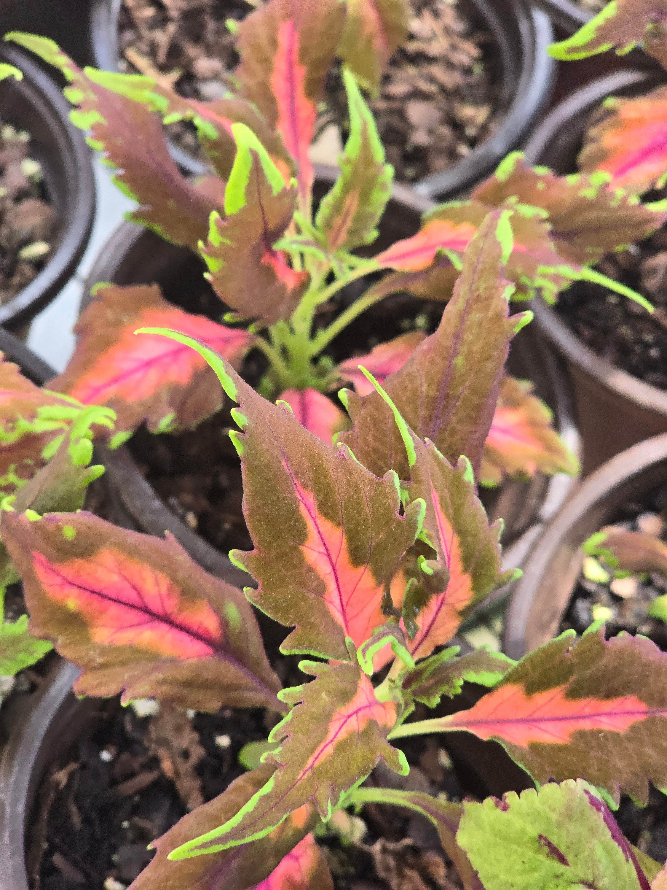 Premium Sun Coleus Coral Candy Rooted Plant - Etsy