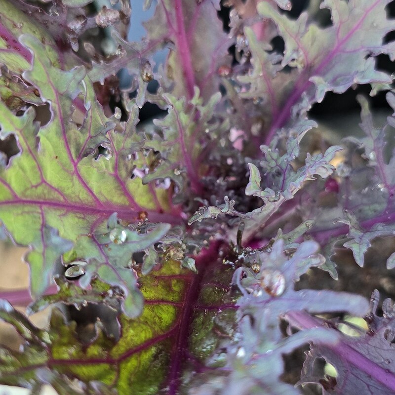 Flowering Kale - Etsy