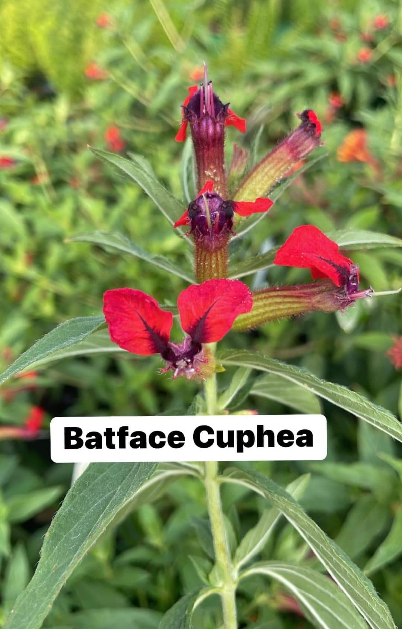 Cuphea Bat Face Plant - Etsy