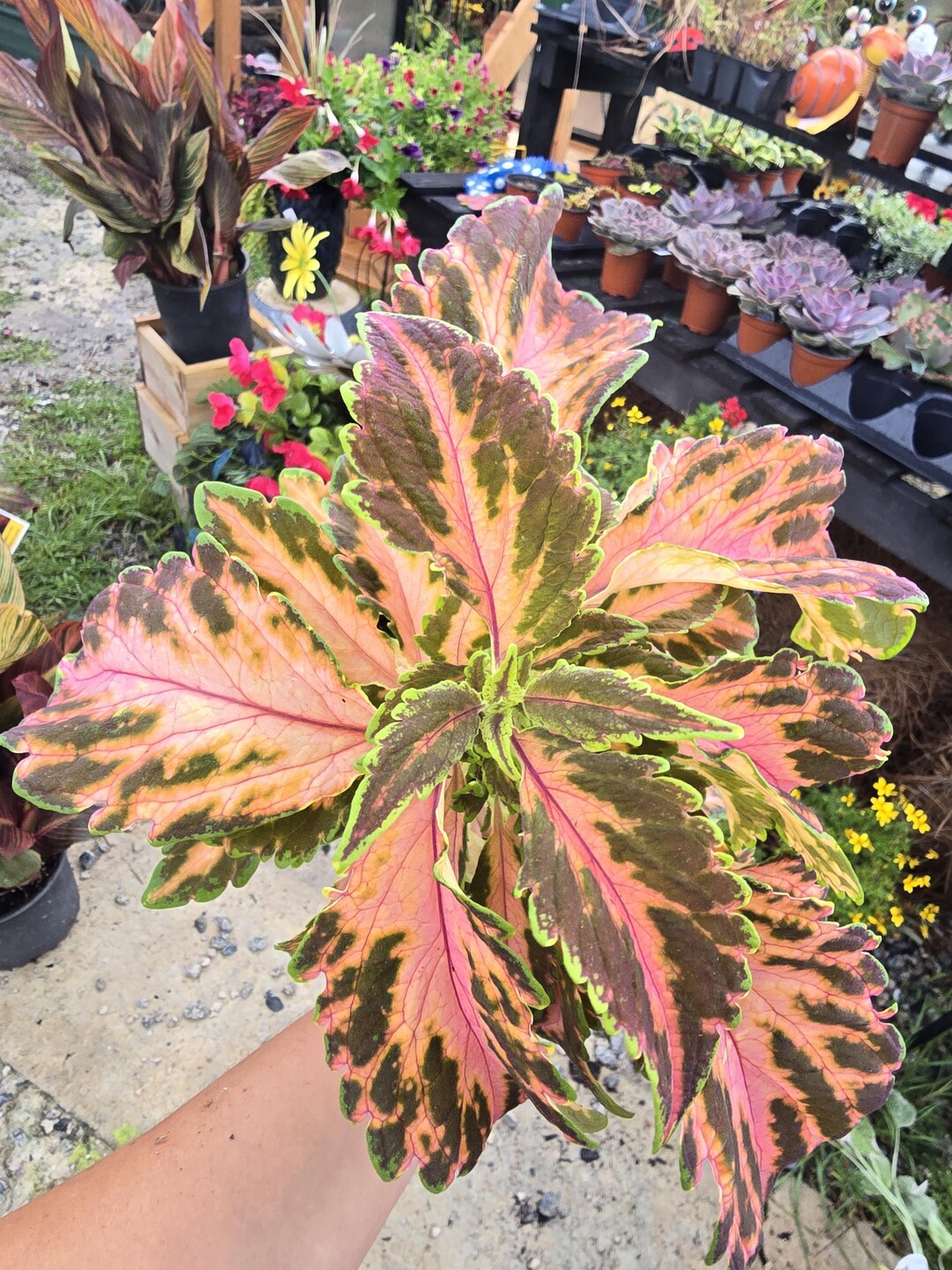 Premium Sun Coleus Coral Candy Rooted Plant - Etsy