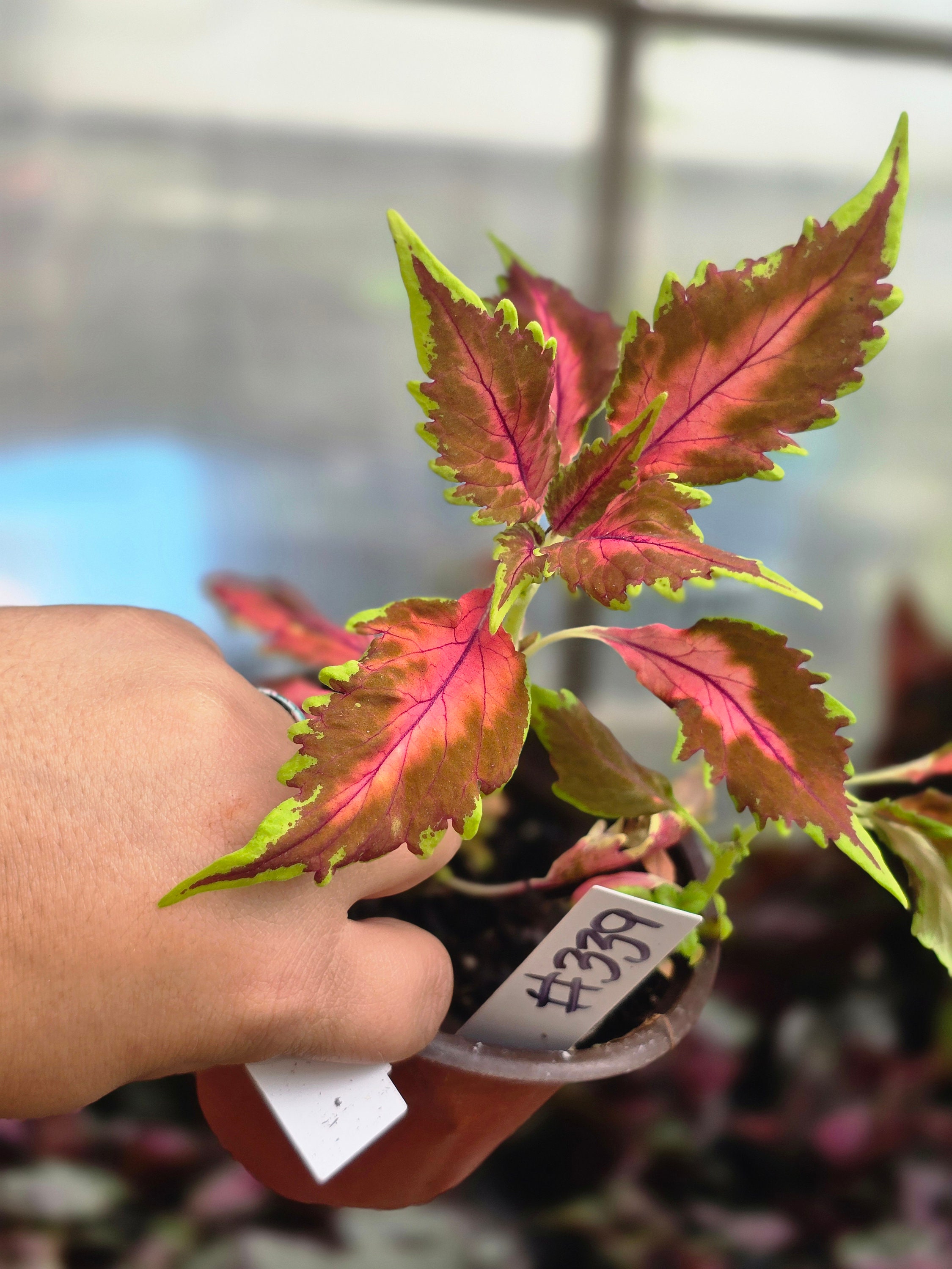 Premium Sun Coleus Coral Candy Rooted Plant - Etsy