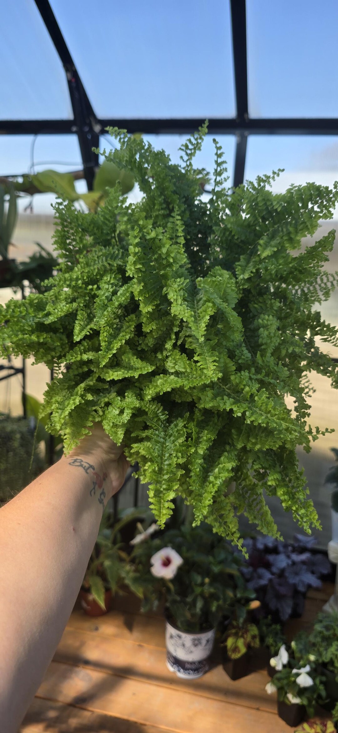 Fluffy Ruffle Ferns - Etsy