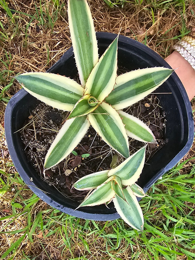 Varigated Agave - Etsy