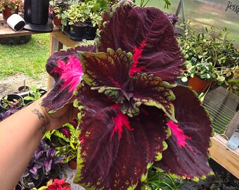 20pcs Kong Red Giant Coleus Seeds Coleus Blumei Garden Flower Seeds ...