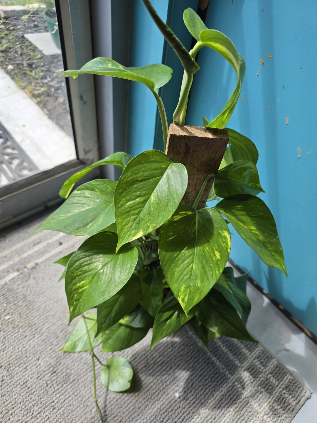 Hawaiian Pothos Pole - Etsy