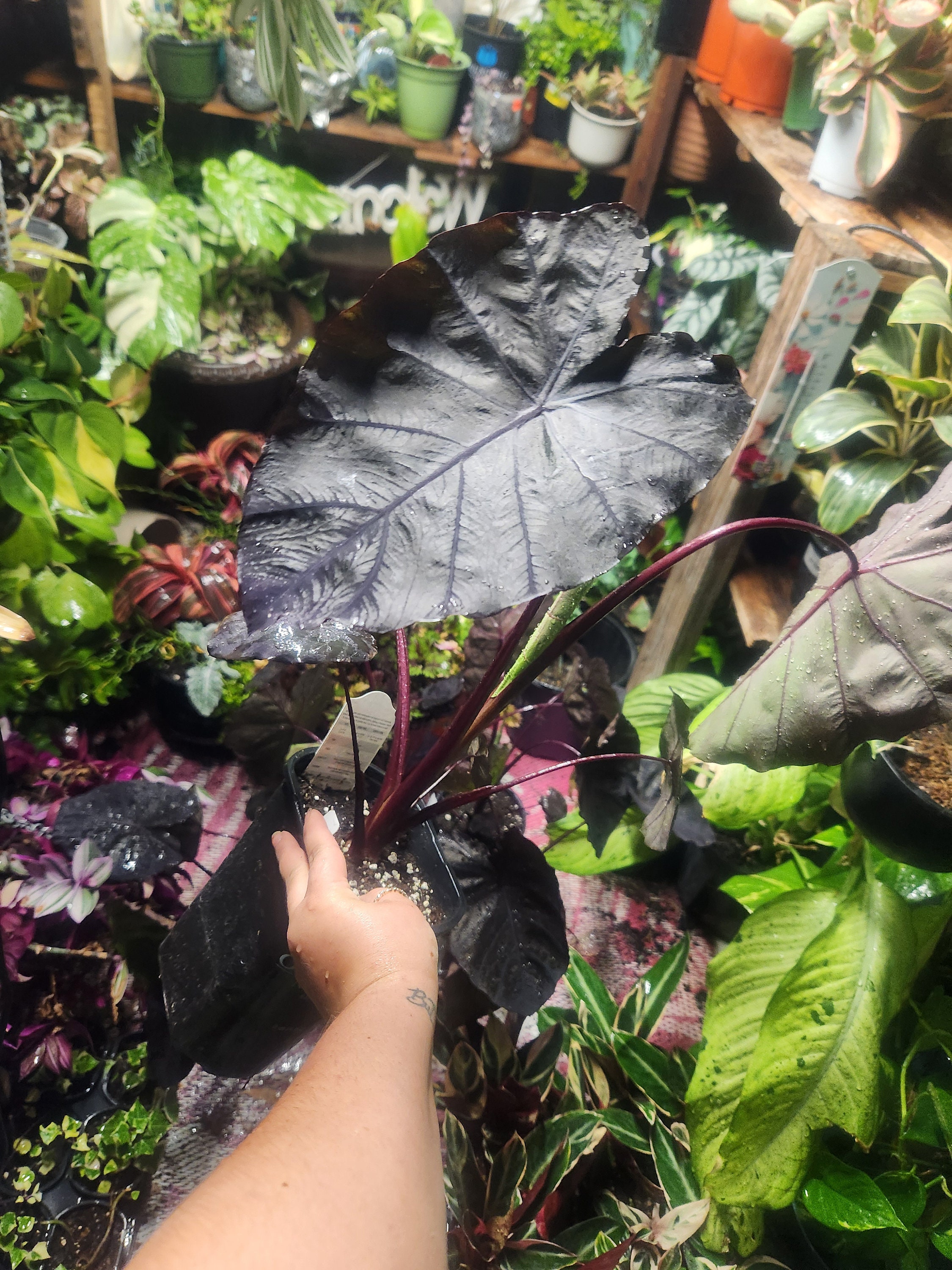 Colocasia Redemption - Etsy