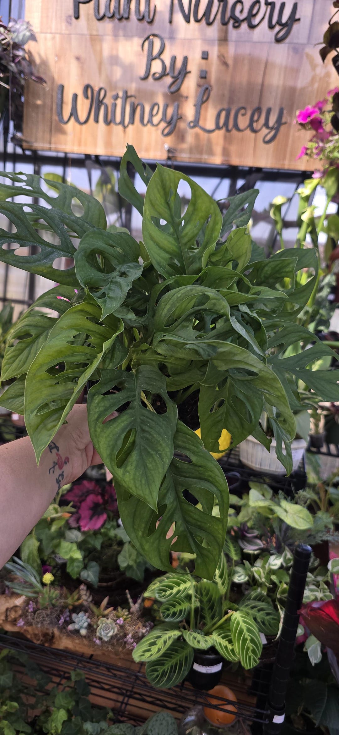 Monstera Swiss Cheese - Etsy