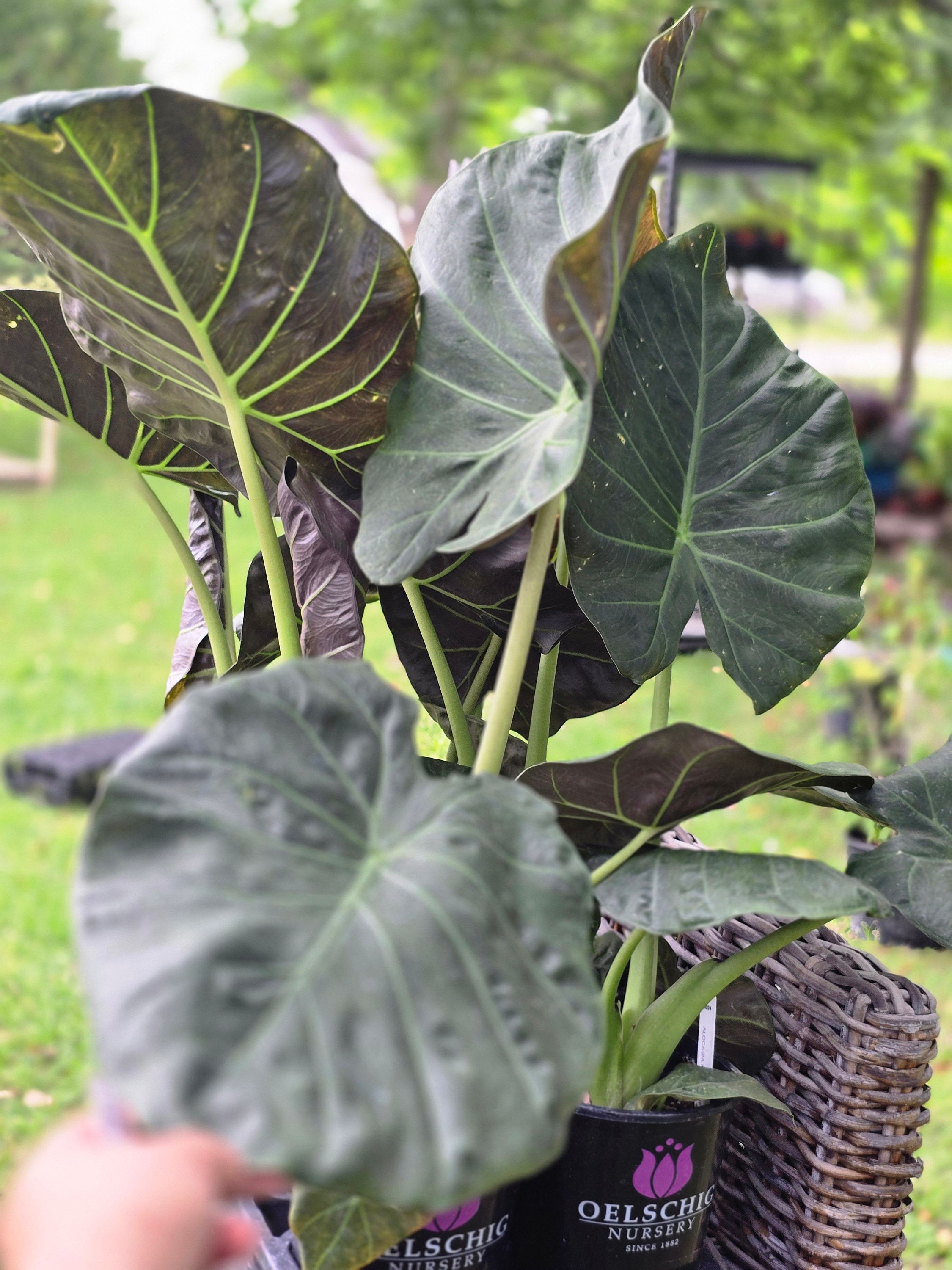 Regal Shield Alocasia - Etsy