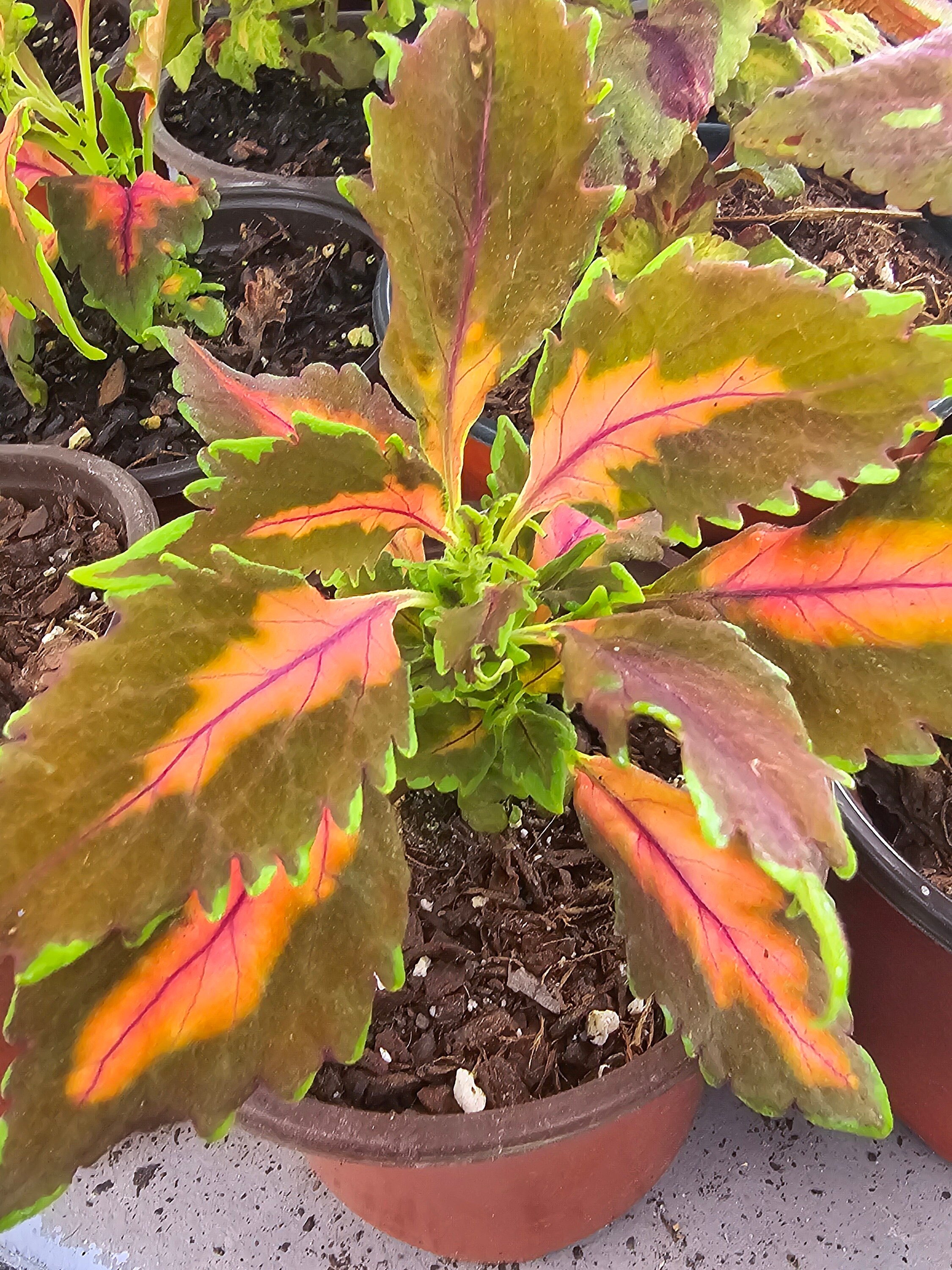 Premium Sun Coleus Coral Candy Rooted Plant - Etsy