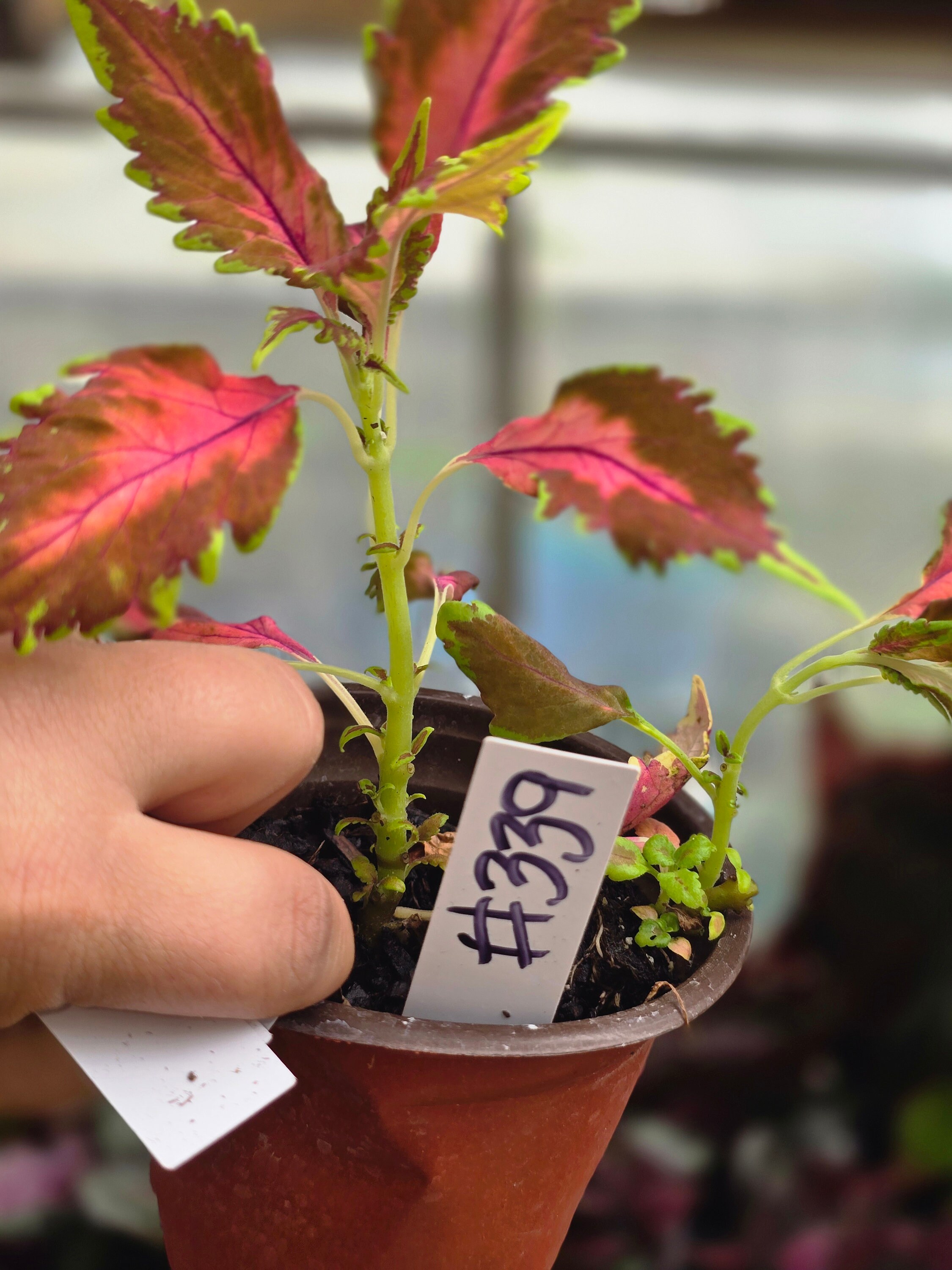 Premium Sun Coleus Coral Candy Rooted Plant - Etsy