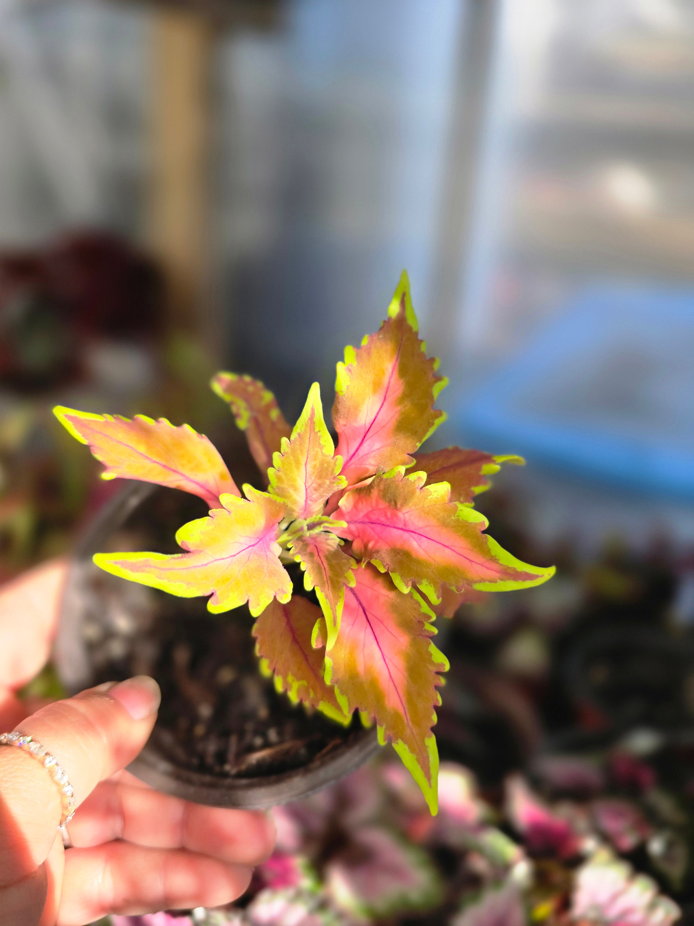Premium Sun Coleus Coral Candy Rooted Plant - Etsy