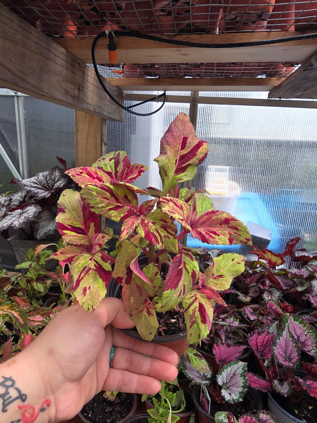 Premium Coleus Mighty Mosaic Rooted Plant - Etsy