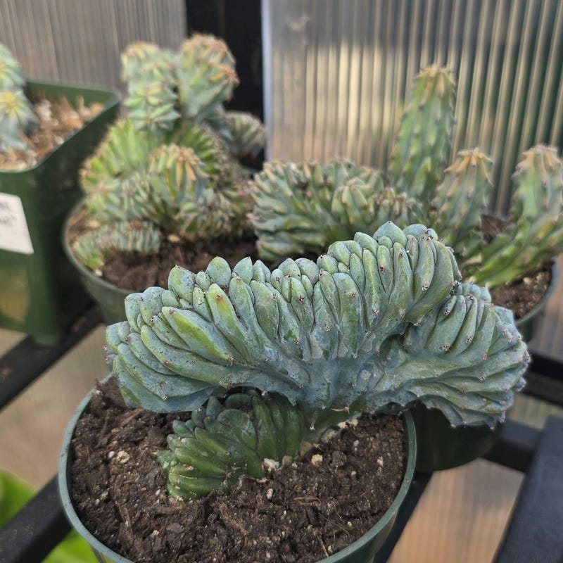 Blue Crested Cactus - Etsy
